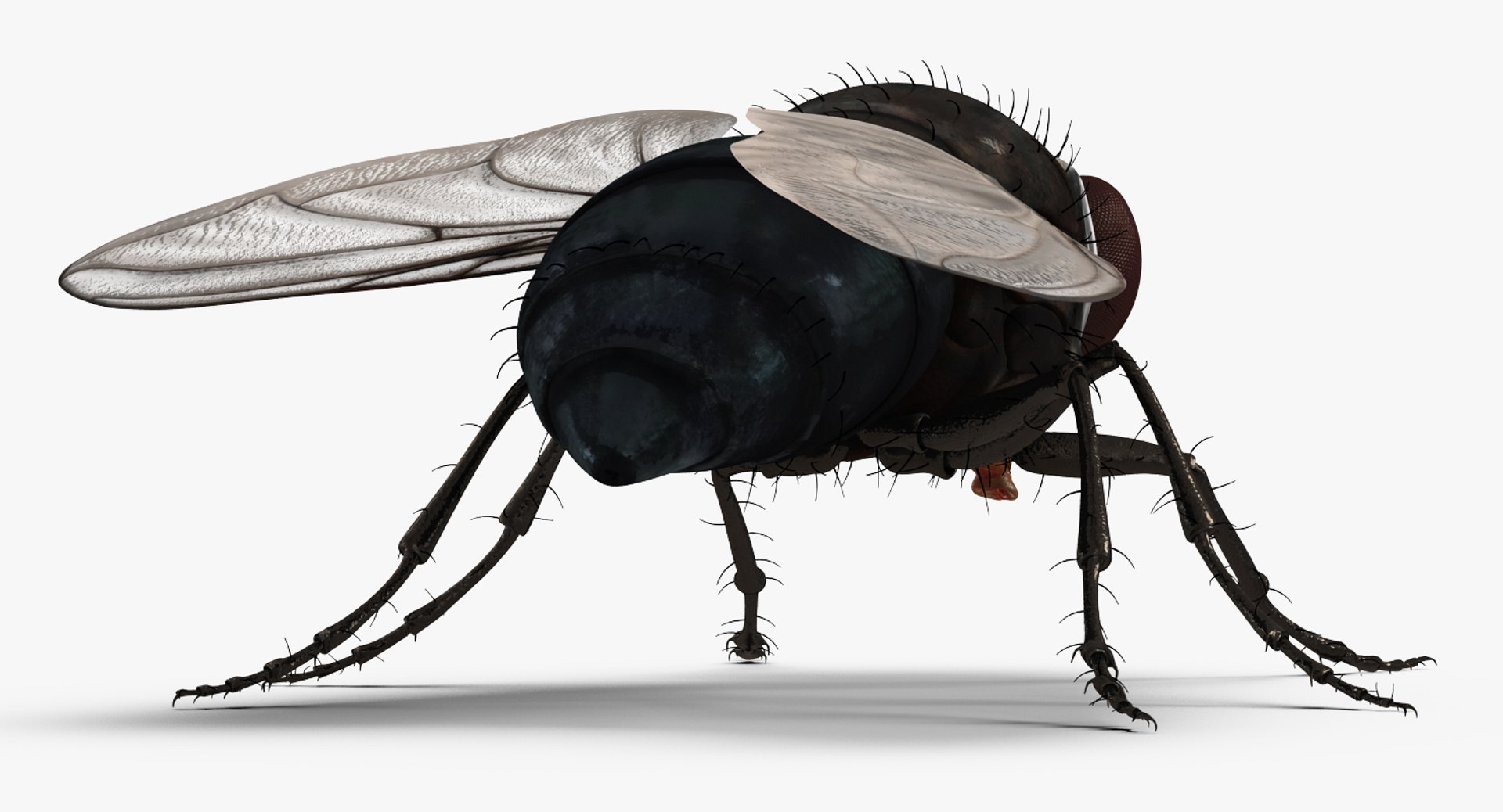 3d fly realistic model