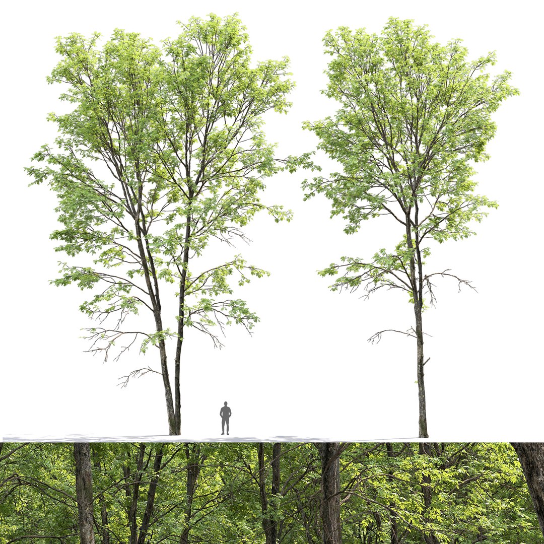 Ash-tree 01 3D - TurboSquid 1720467