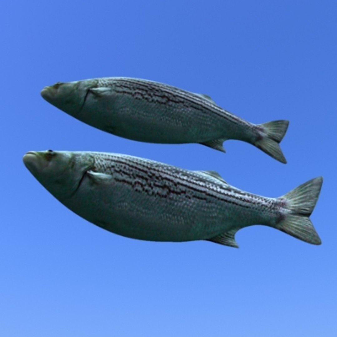 fish trout 3d model