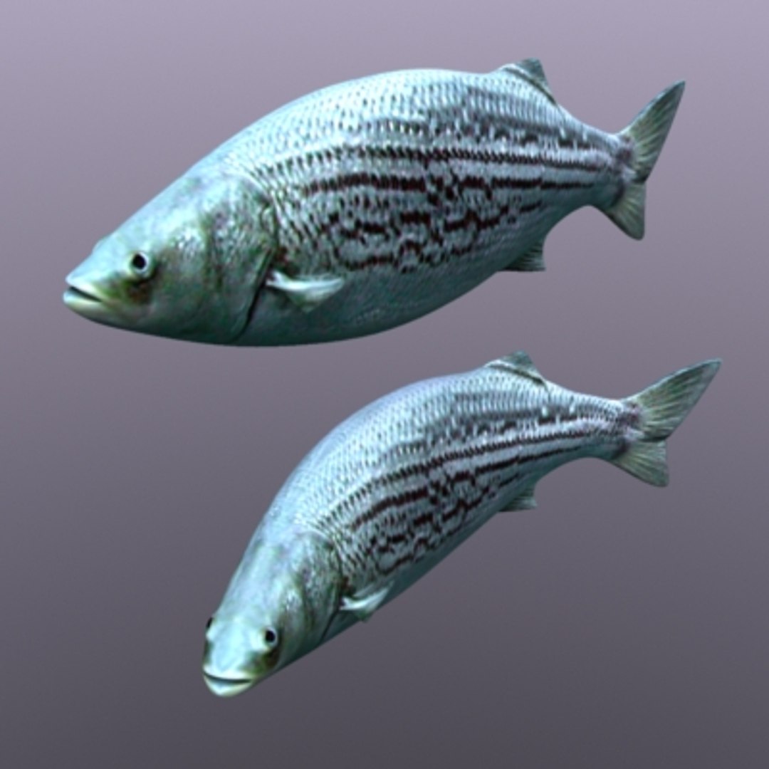 fish trout 3d model