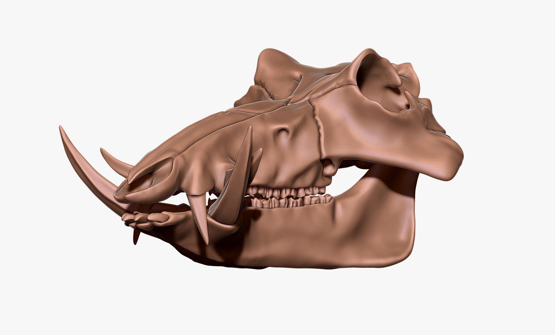 3D Boar Skull - CNC And 3D Print Model - TurboSquid 2029635