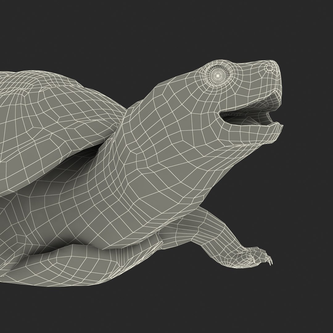 3ds Max Pond Slider Turtle