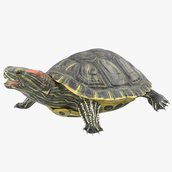 Turtle 3D Models for Download | TurboSquid