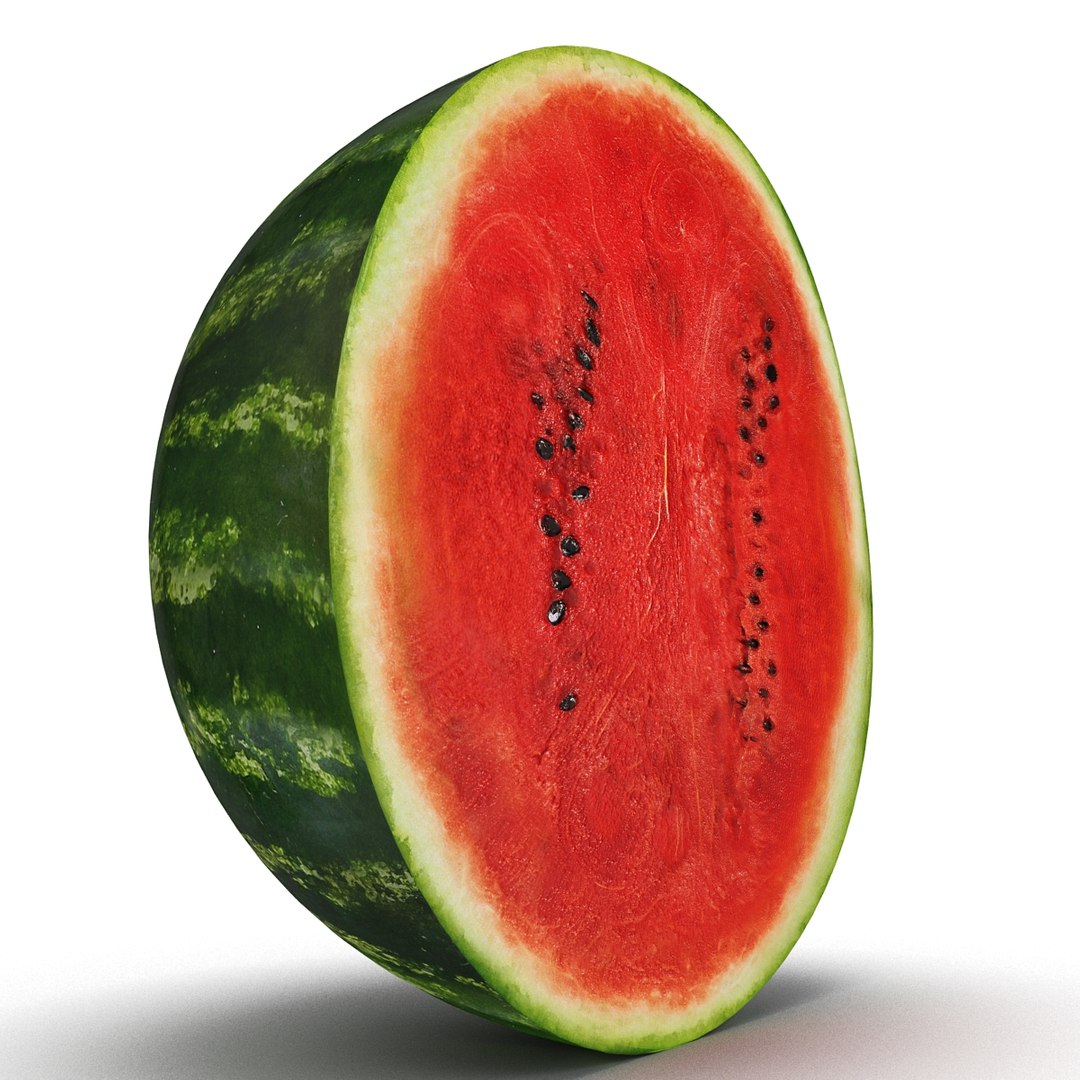 3d Watermelon Cross Section Model