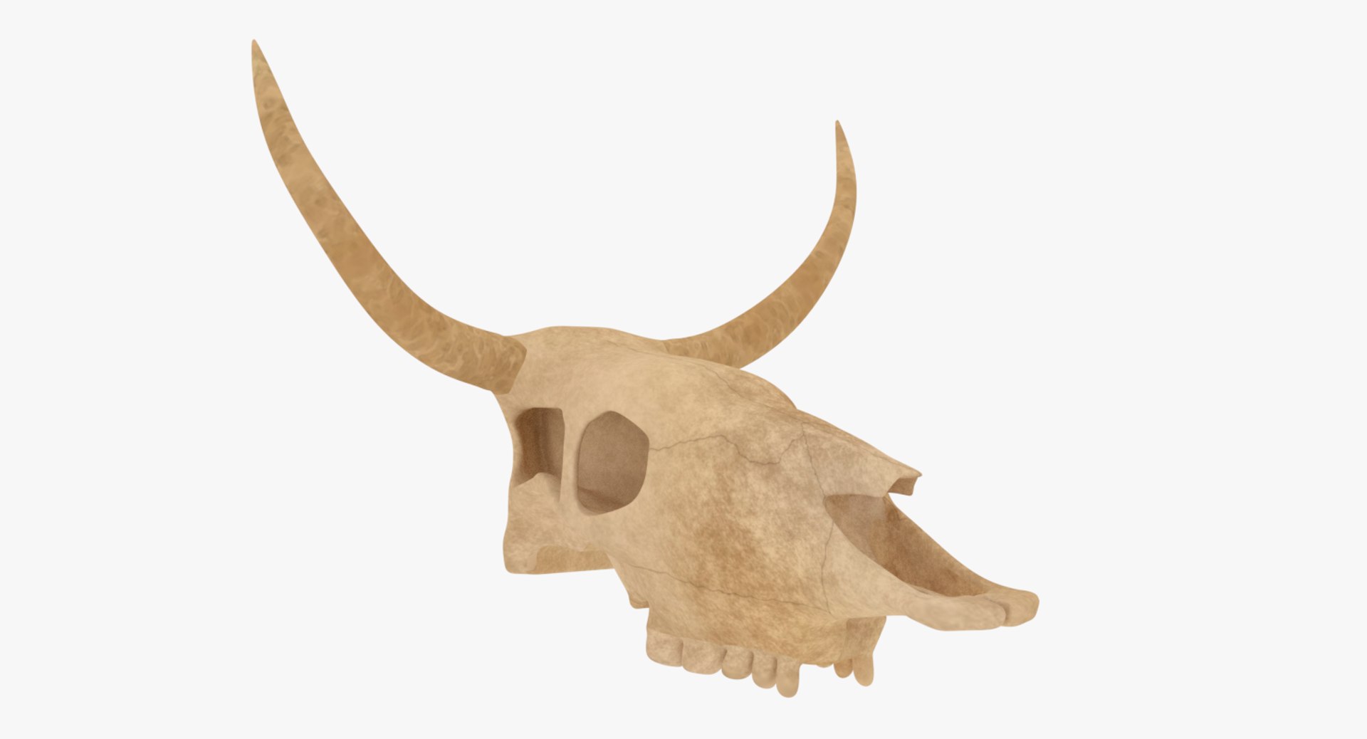 3D Model Cow Head - TurboSquid 1370263