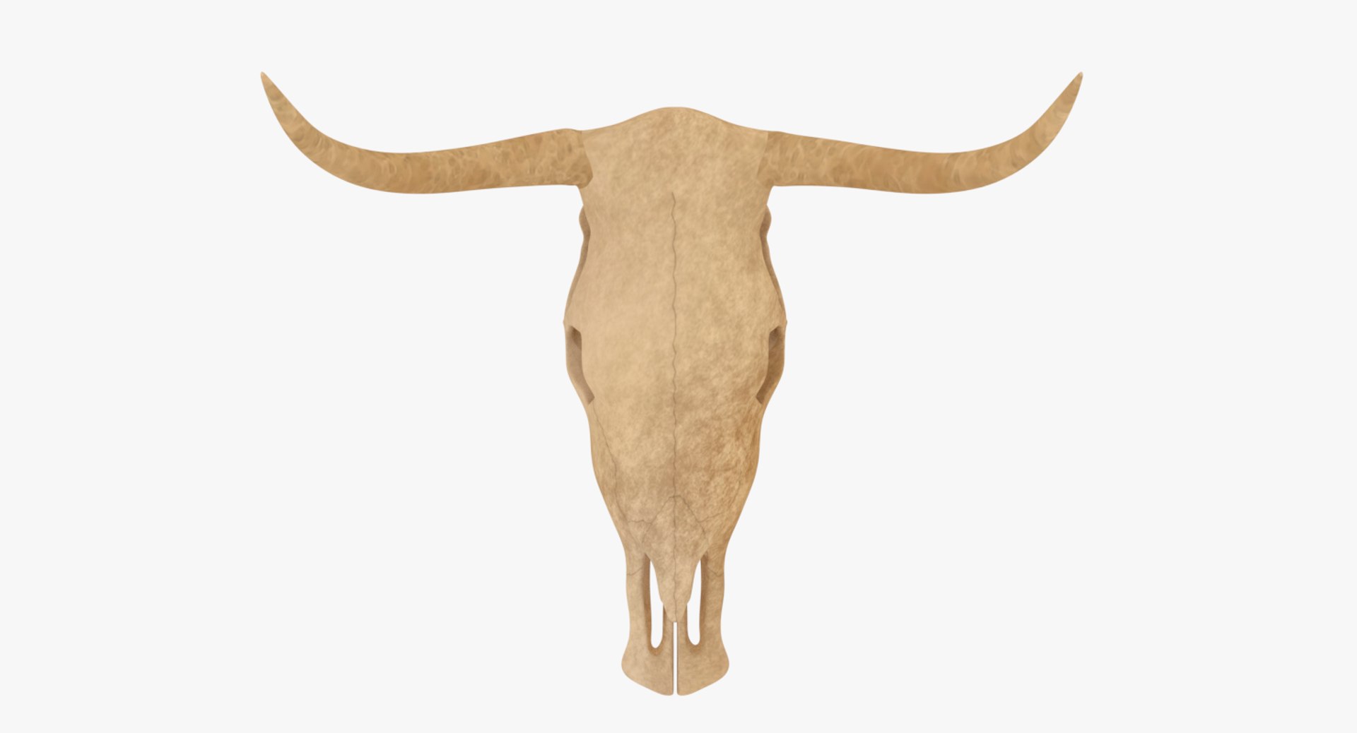 3D Model Cow Head - TurboSquid 1370263