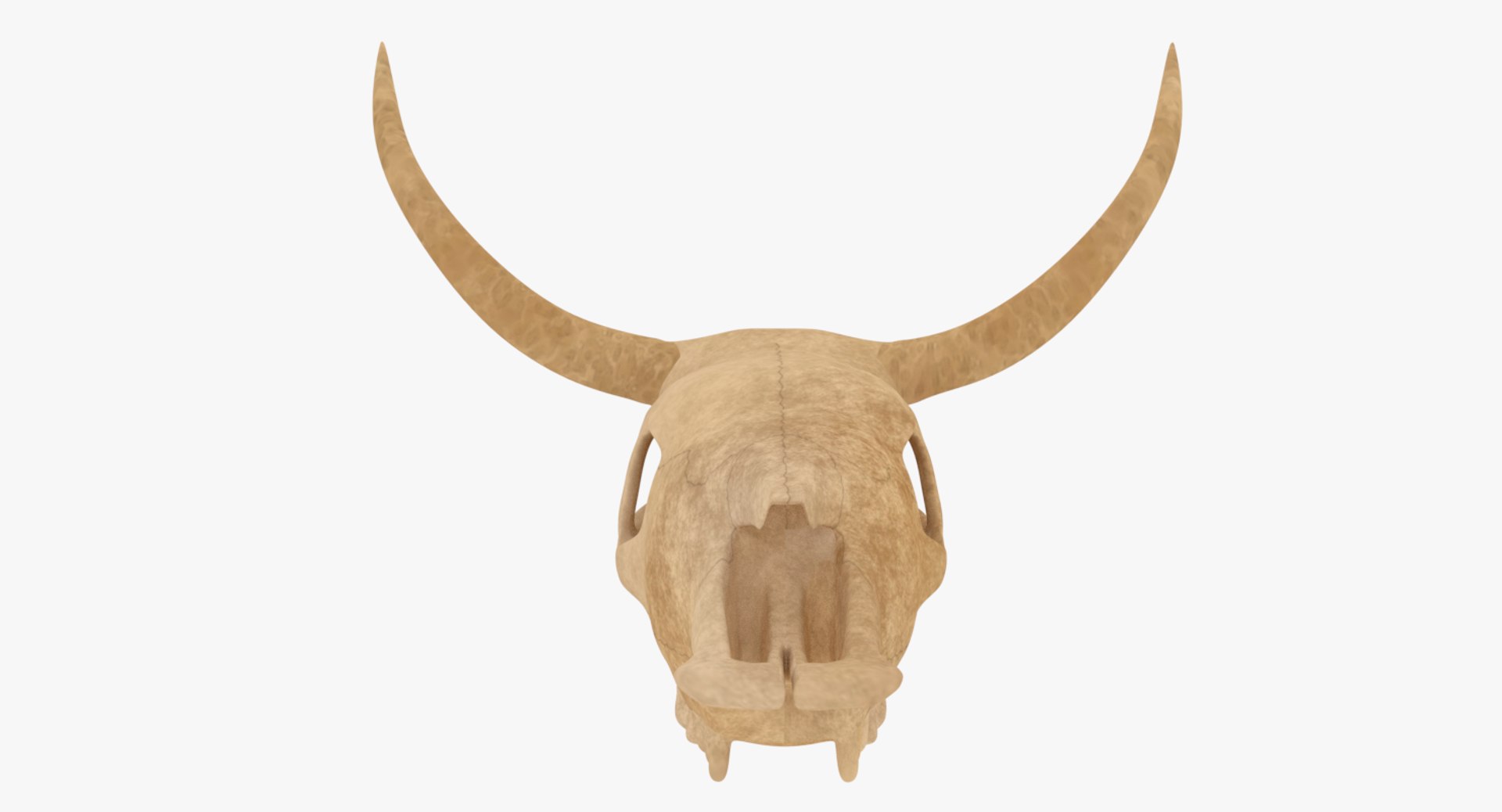 3D Model Cow Head - TurboSquid 1370263