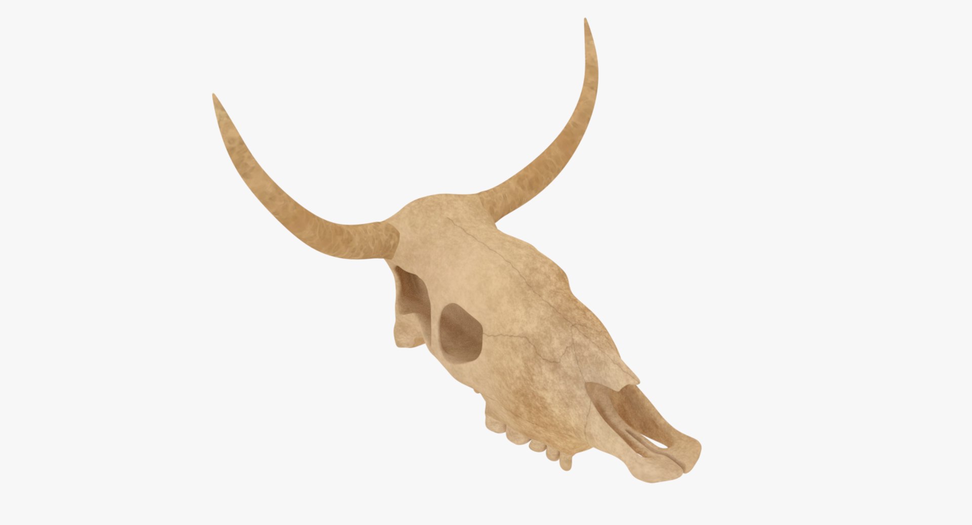 3D Model Cow Head - TurboSquid 1370263