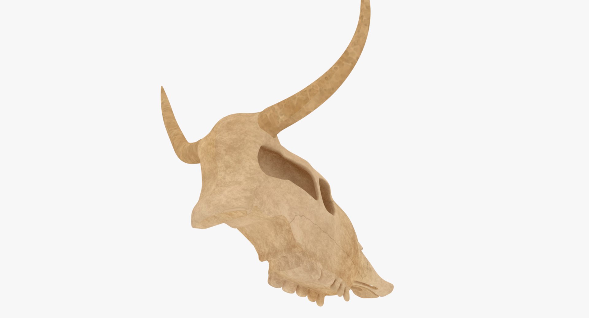 3D Model Cow Head - TurboSquid 1370263