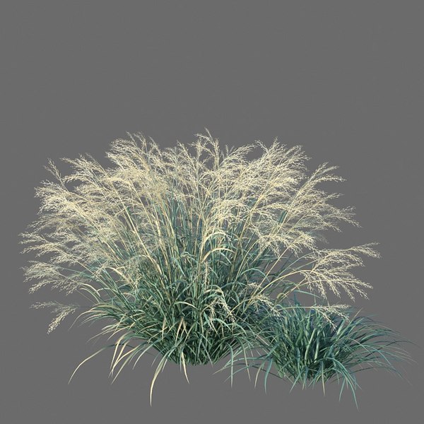 XfrogPlants Elliots Lovegrass - Eragrostis Elliottii 3D model ...
