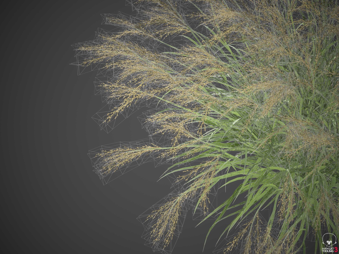 XfrogPlants Elliots Lovegrass - Eragrostis Elliottii 3D model ...
