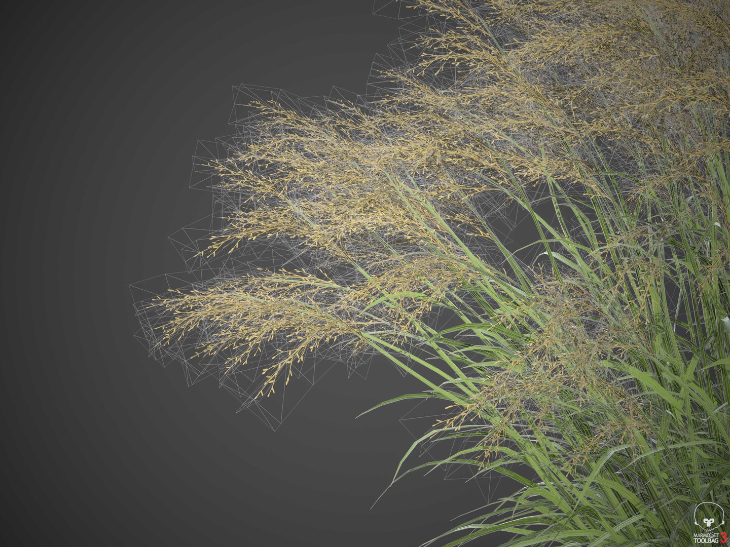 XfrogPlants Elliots Lovegrass - Eragrostis Elliottii 3D model ...