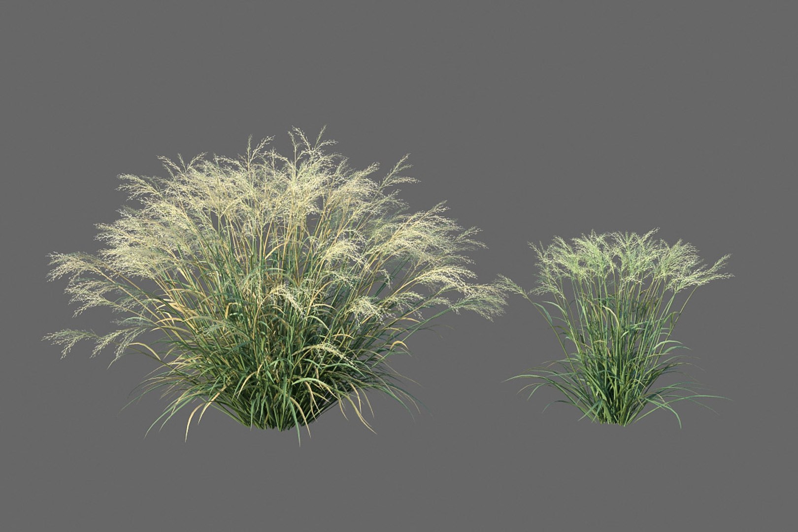 XfrogPlants Elliots Lovegrass - Eragrostis Elliottii 3D model ...