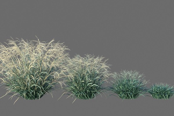 modelo 3d XfrogPlants Elliots Lovegrass - Eragrostis Elliottii ...
