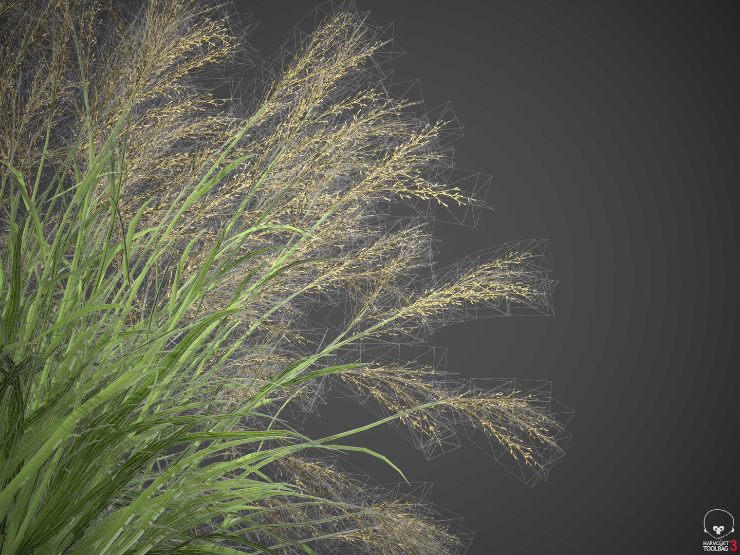 XfrogPlants Elliots Lovegrass - Eragrostis Elliottii 3D model ...