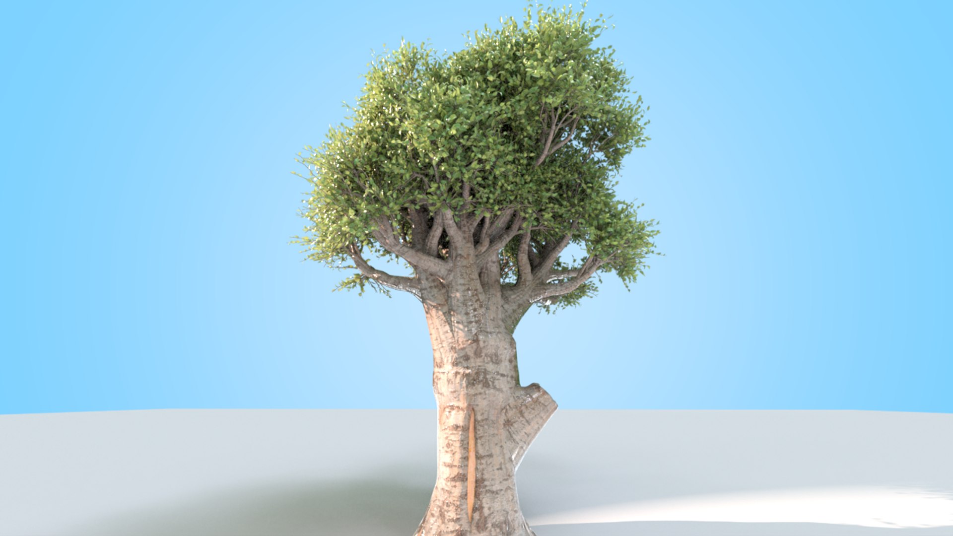 Big Tree 2 Model - TurboSquid 1821511