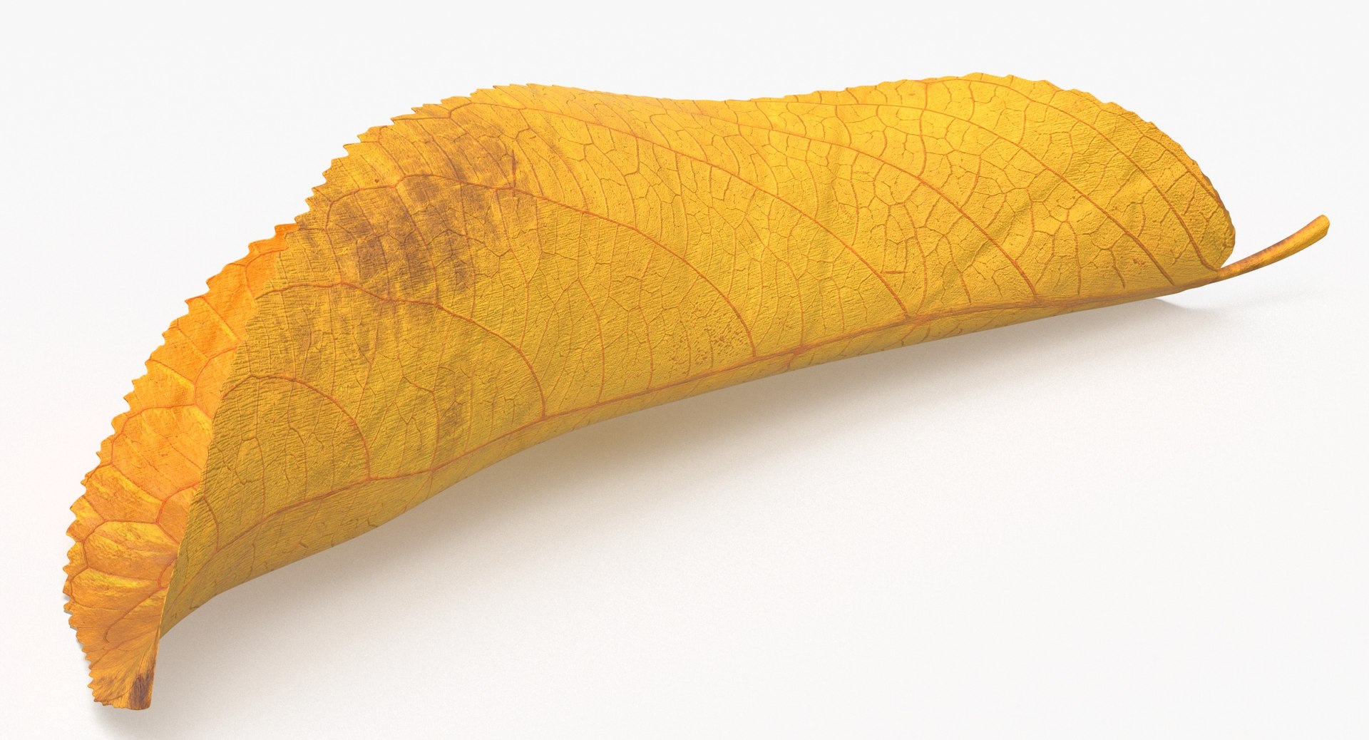 3D Prop Autumn Leaves Type 04 Model - TurboSquid 2151094