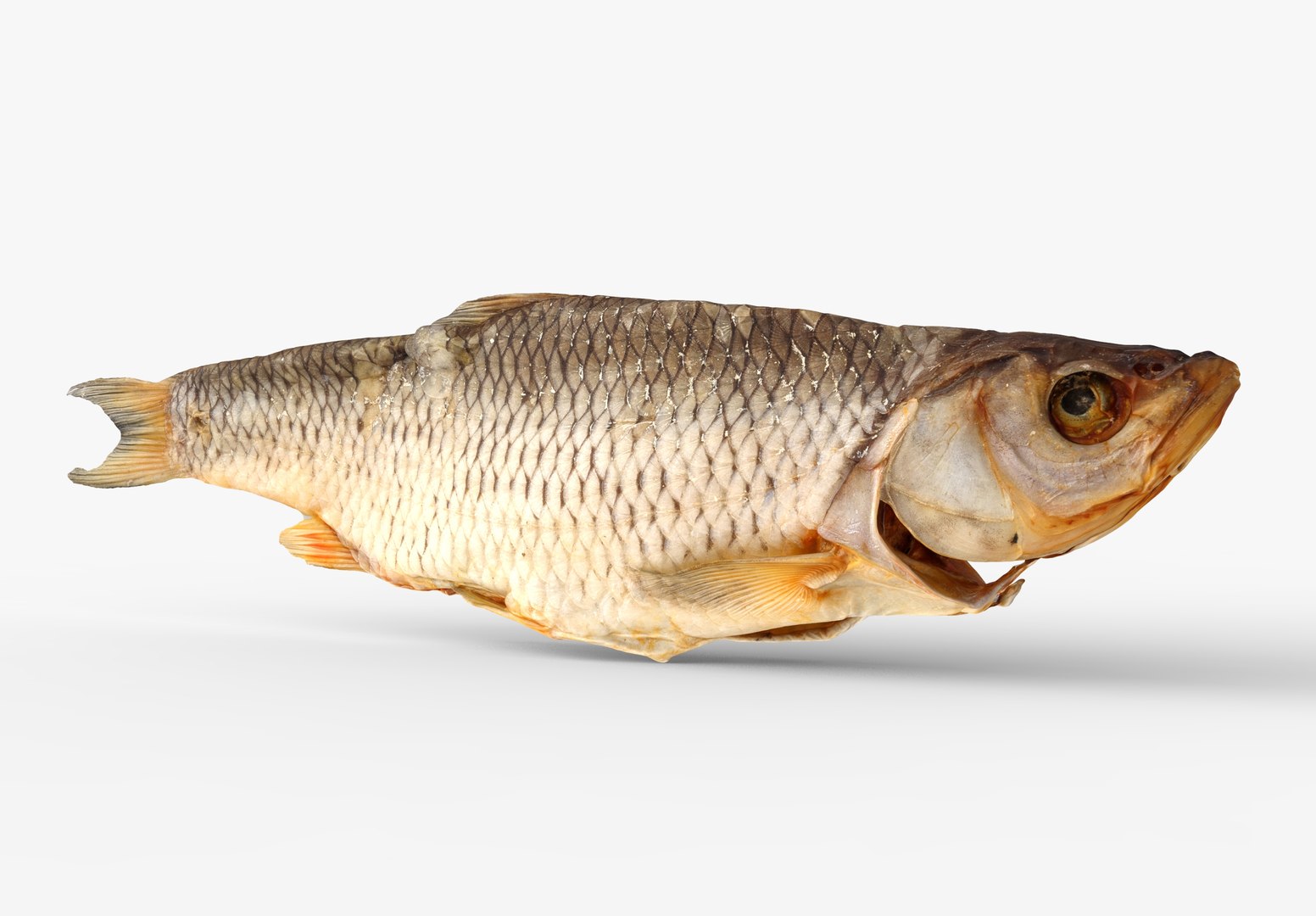 Chub dry fish model - TurboSquid 2008859
