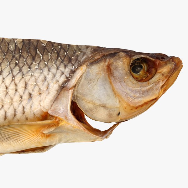 Chub dry fish model - TurboSquid 2008859