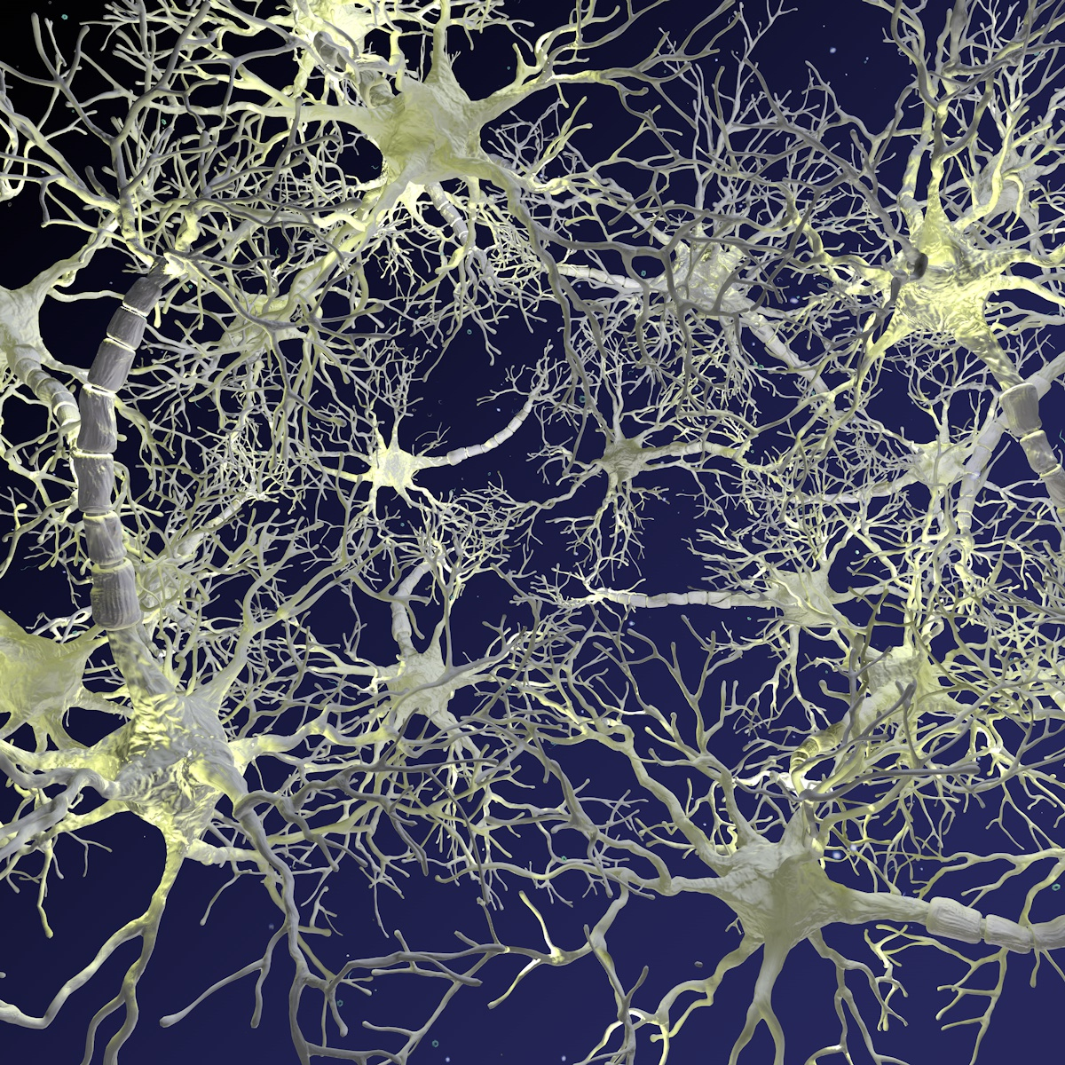 3d Model Neural Network 