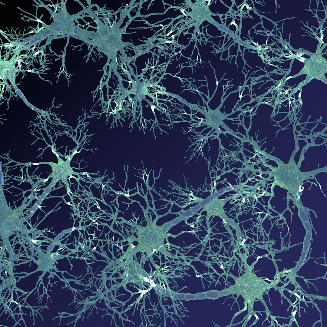 3d model neural network