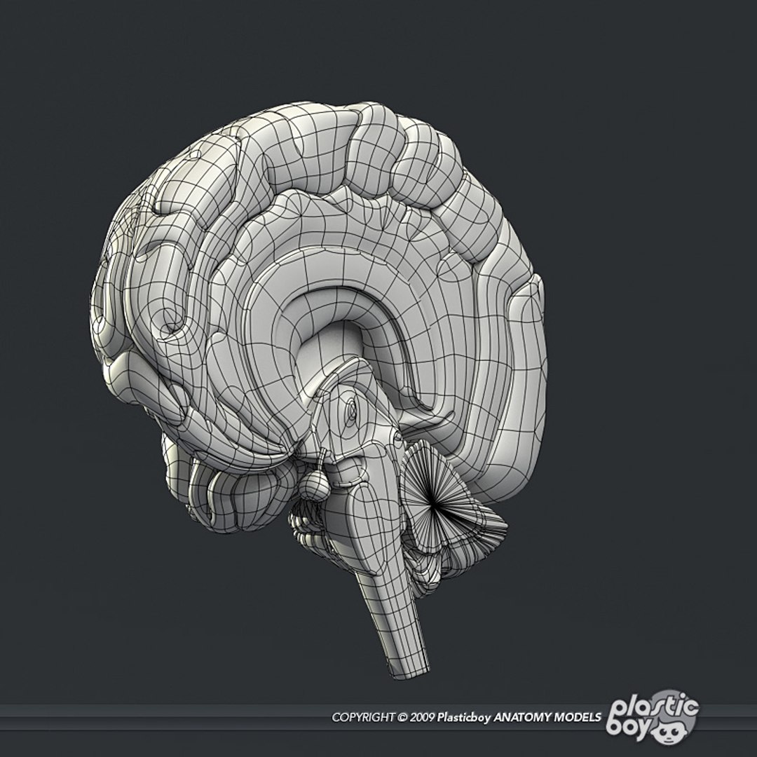 Obj Human Nervous Brain