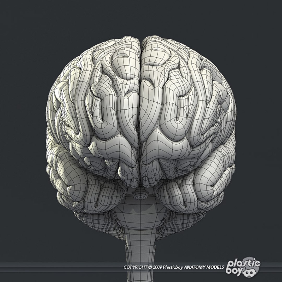 obj human nervous brain