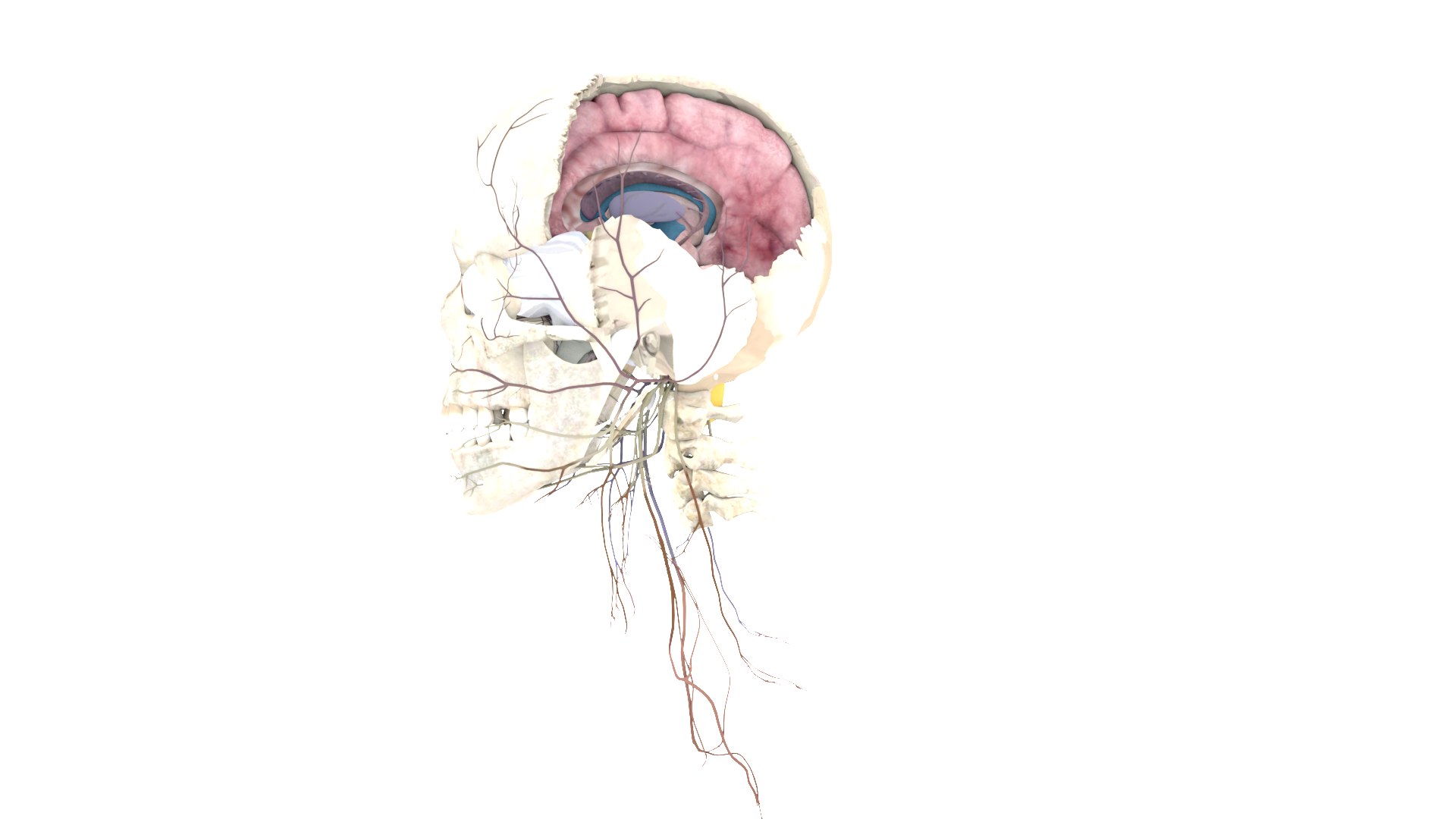 3D Brain Anatomy Model - TurboSquid 2377366