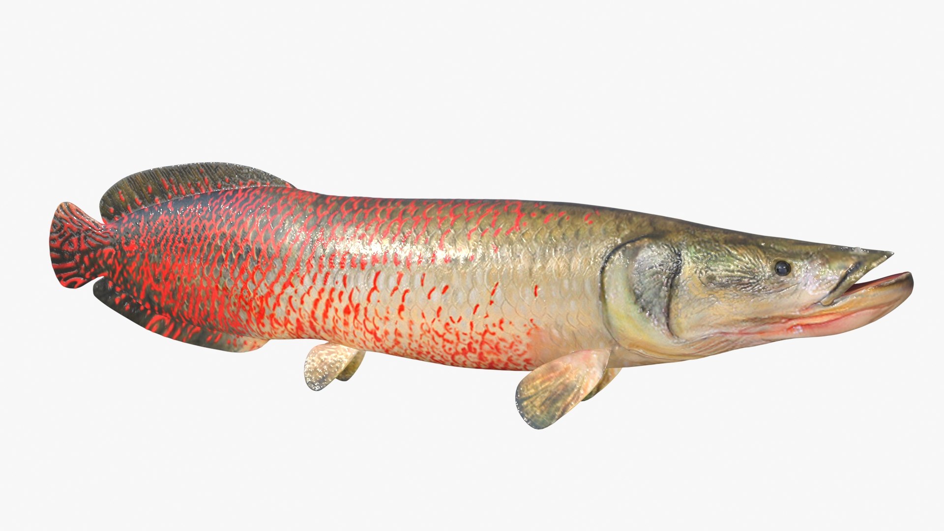 Arapaima Model - TurboSquid 1735263