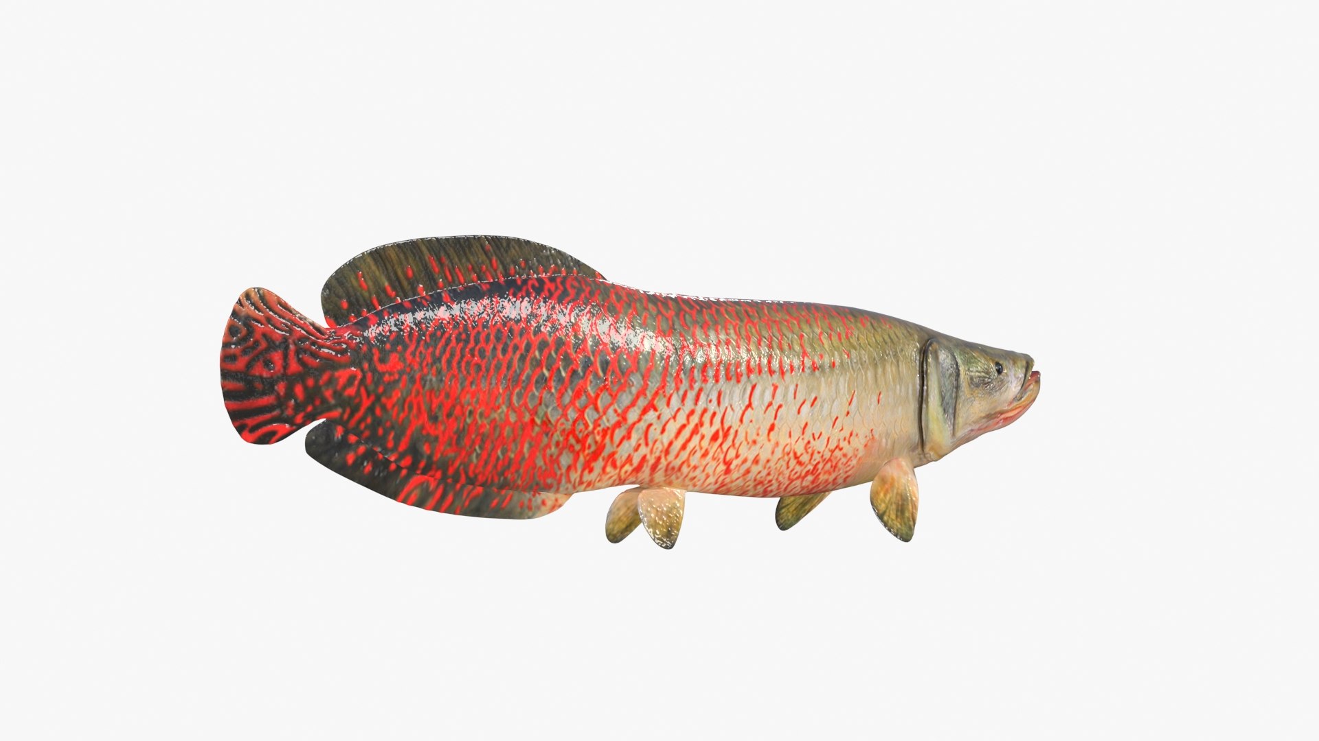 Arapaima Model - TurboSquid 1735263