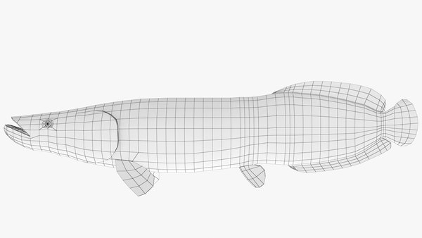 Arapaima model - TurboSquid 1735263
