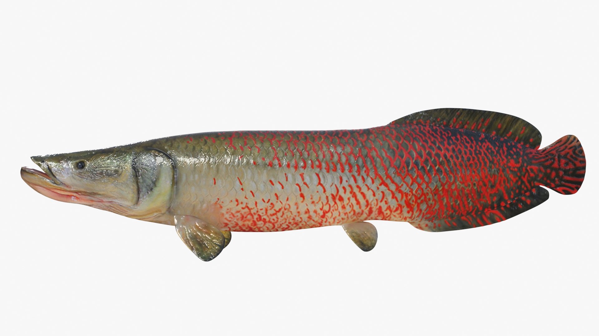 Arapaima Model - TurboSquid 1735263