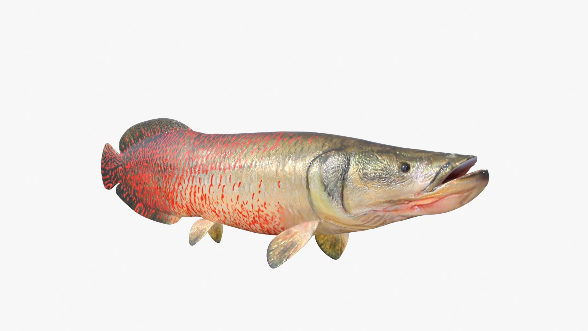 Arapaima Model - TurboSquid 1735263