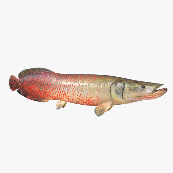 Arapaima model - TurboSquid 1735263
