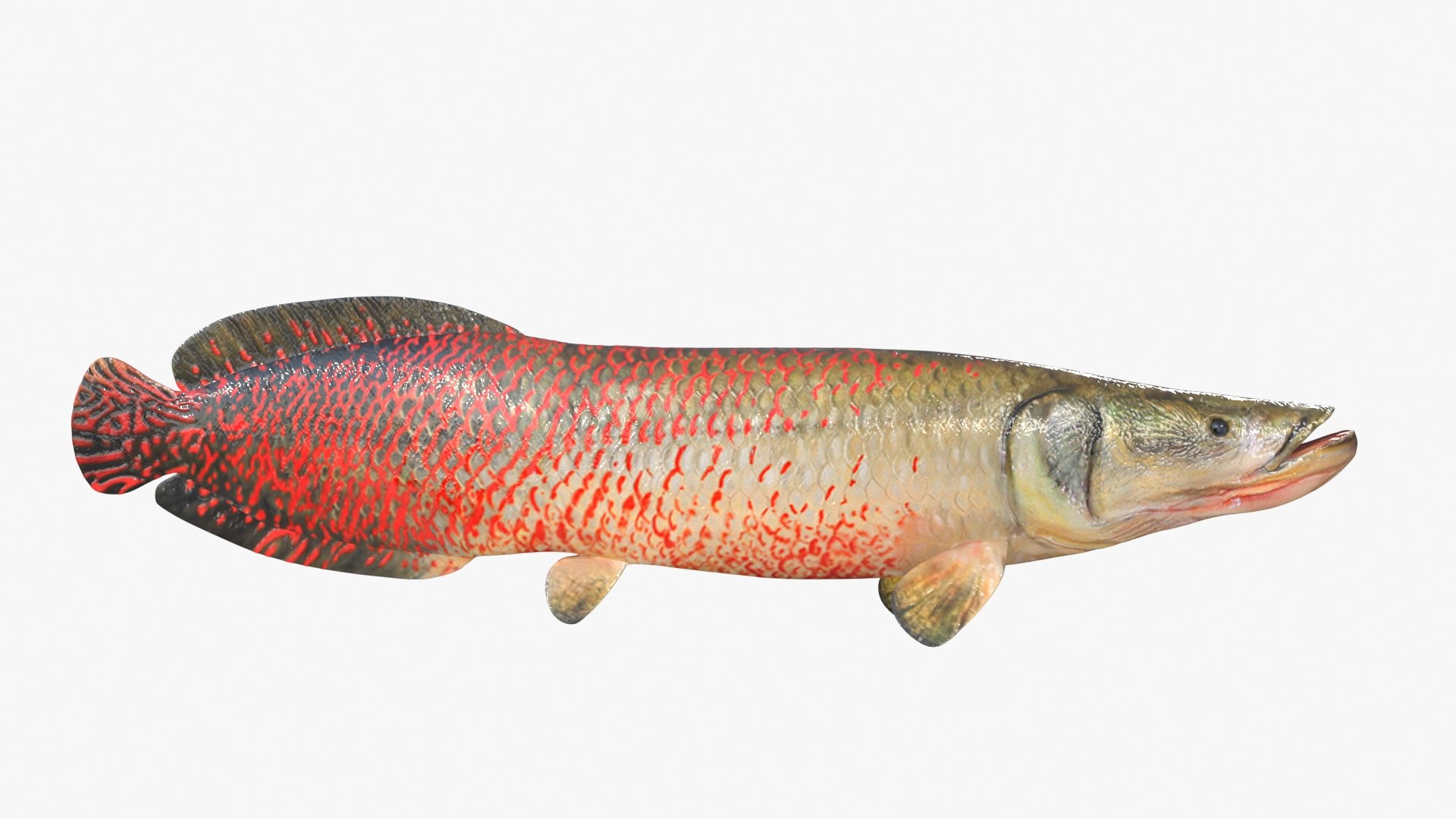Arapaima Model - TurboSquid 1735263