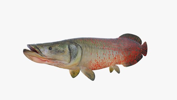 Arapaima model - TurboSquid 1735263
