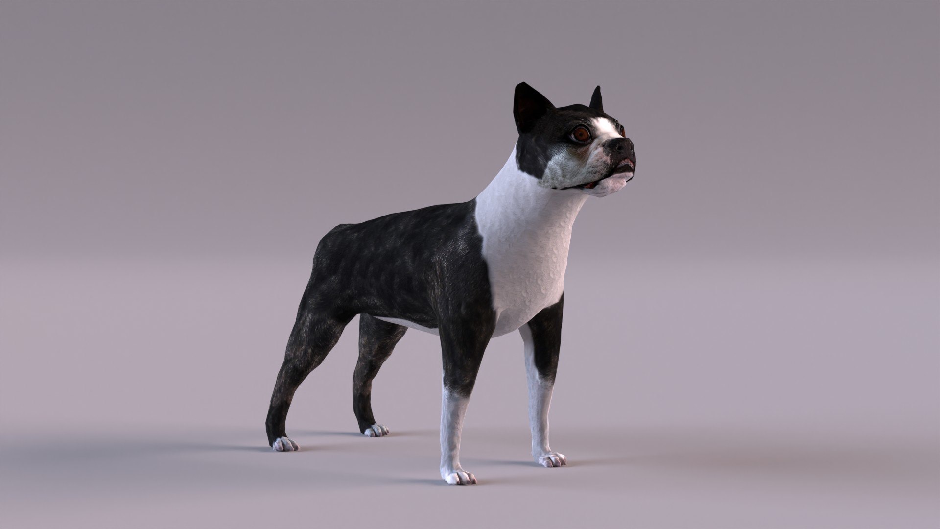 Boston Terrier 3D Model - TurboSquid 1532445