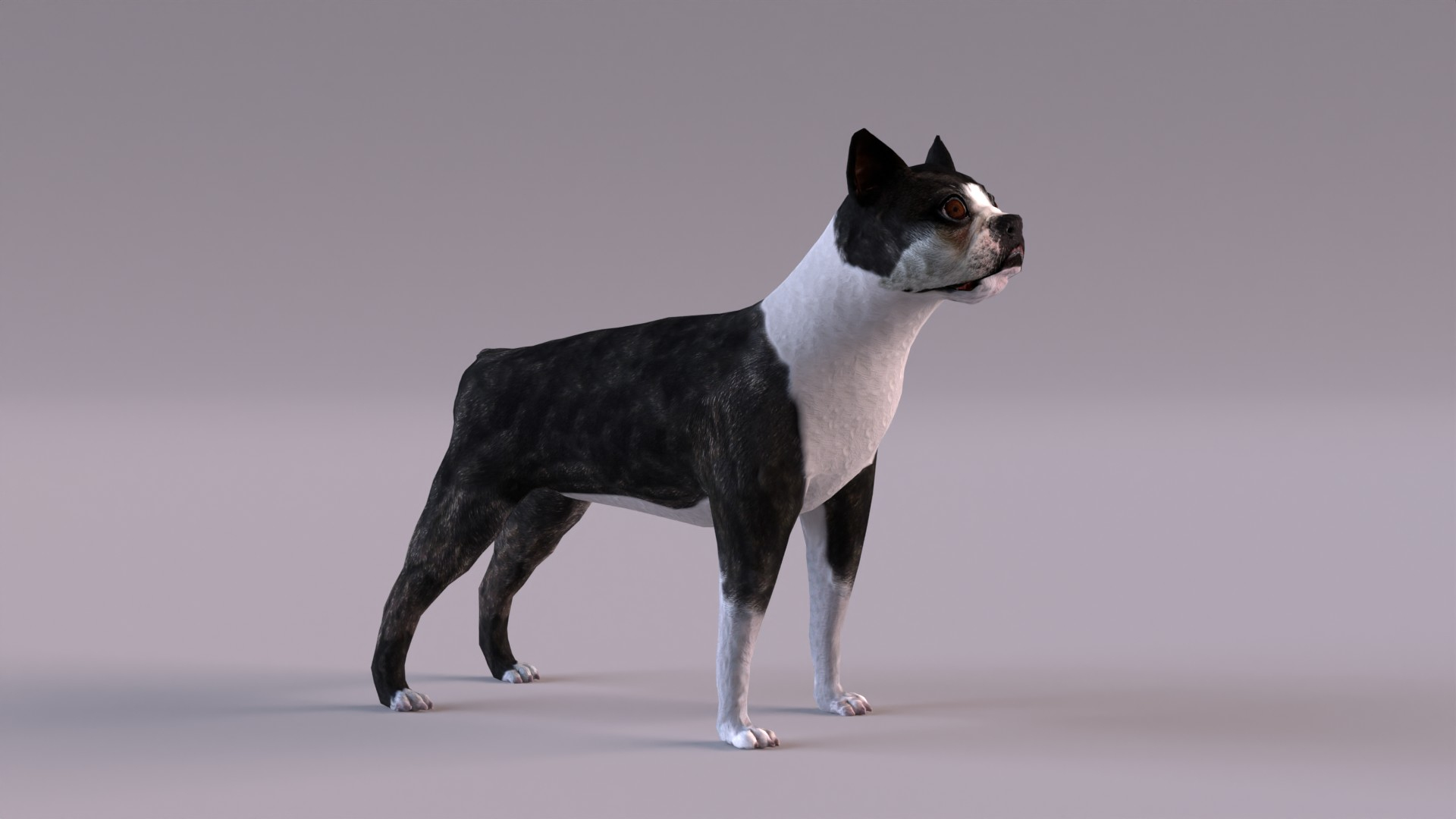 Boston Terrier 3D Model - TurboSquid 1532445