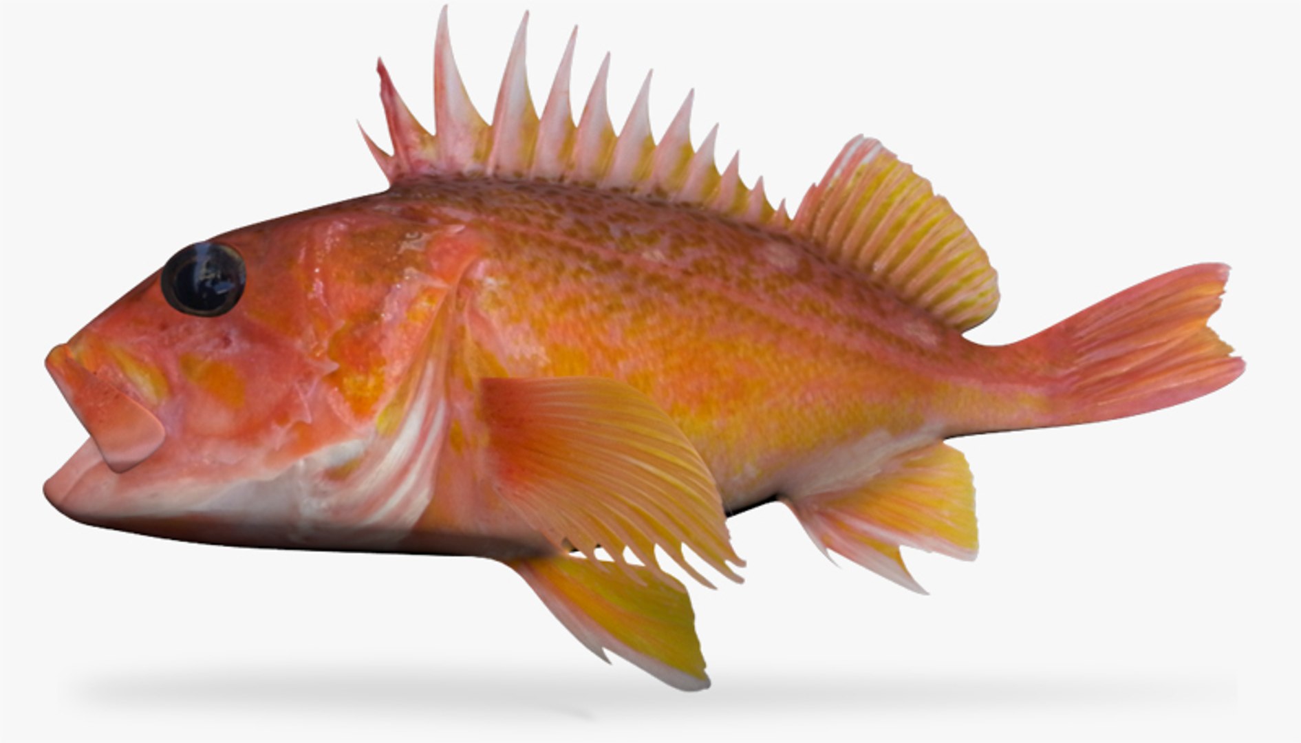 3d Greenspotted Rockfish Model