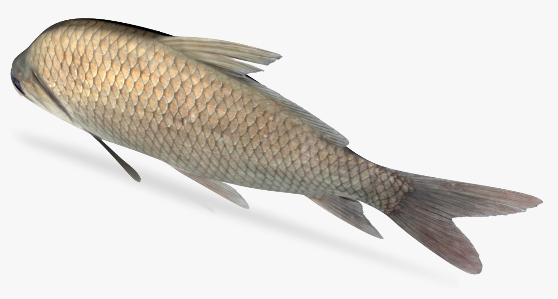 3D Smallmouth Buffalo Model - TurboSquid 1164197