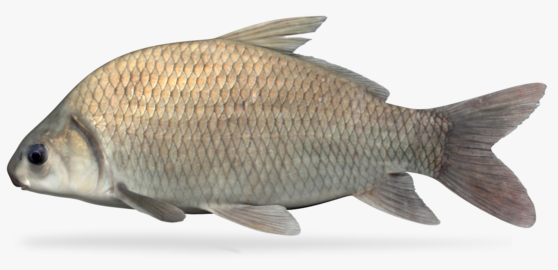 3D Smallmouth Buffalo Model - TurboSquid 1164197