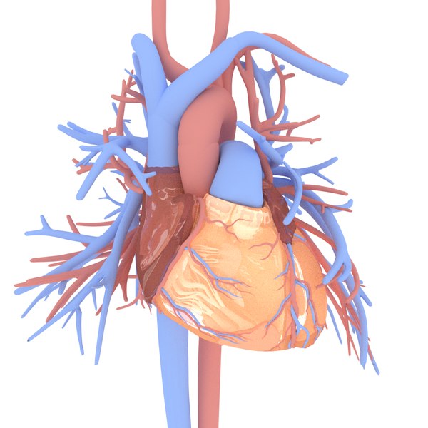 3D model schematic heart fully animations - TurboSquid 1228096
