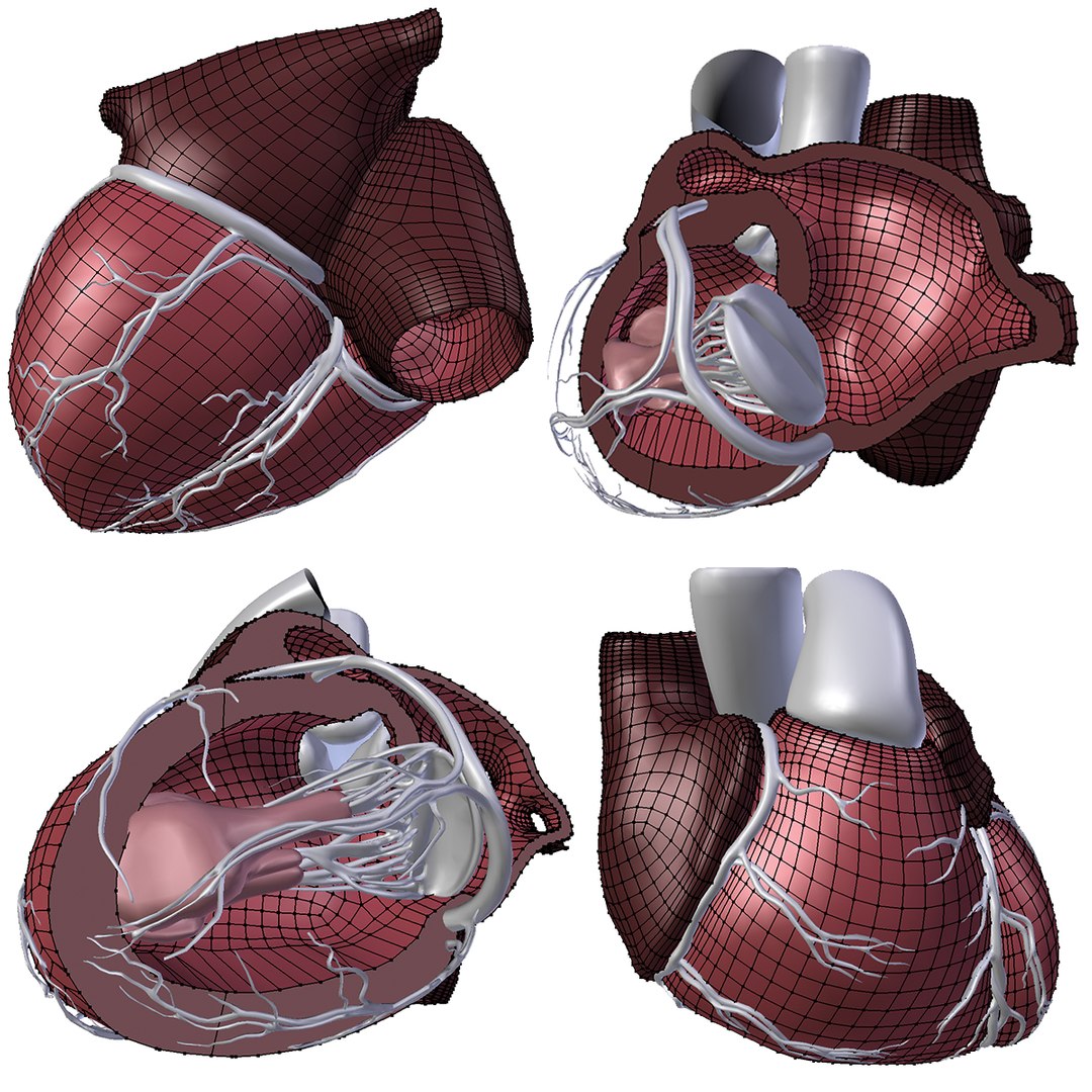 3D Model Schematic Heart Fully Animations - TurboSquid 1228096