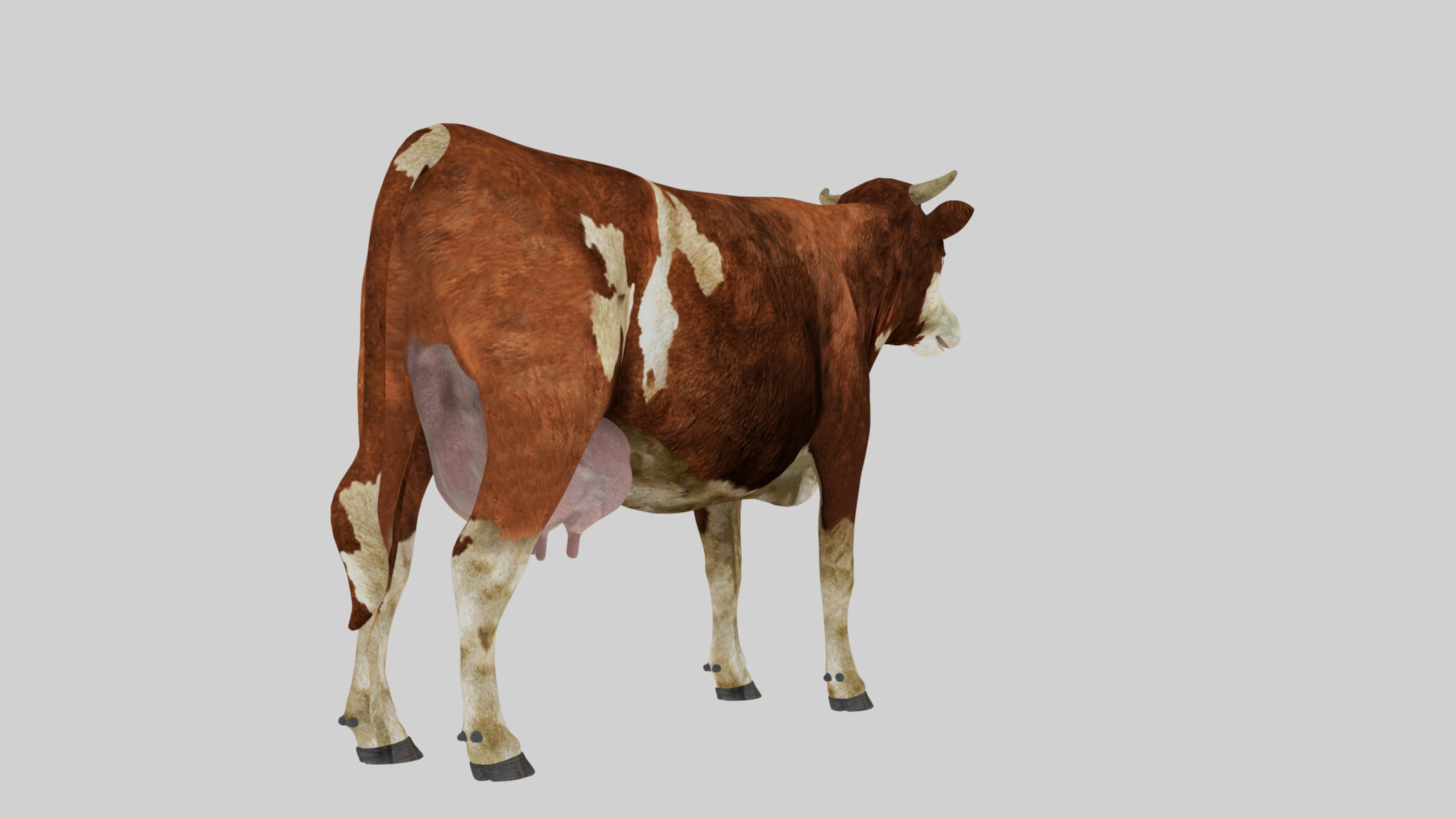 3D Low Poly Cow Poly Unwrapped 4 K model - TurboSquid 1956659