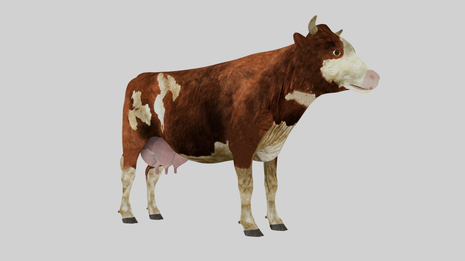 3D Low Poly Cow Poly Unwrapped 4 K model - TurboSquid 1956659