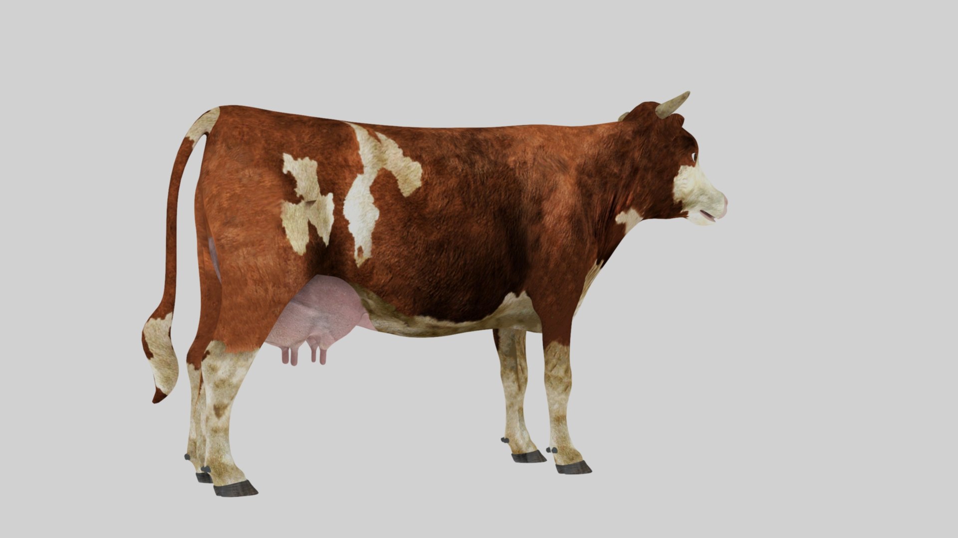 3D Low Poly Cow Poly Unwrapped 4 K model - TurboSquid 1956659
