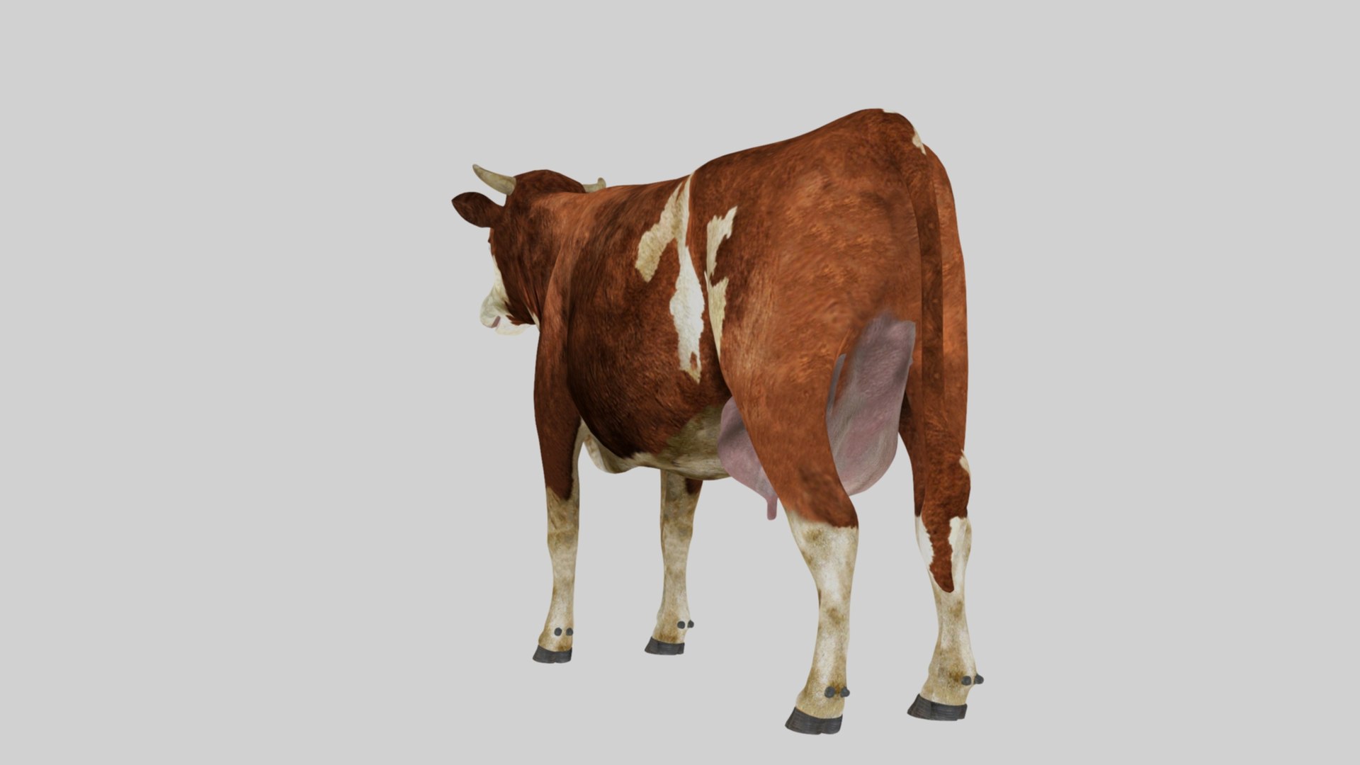 3D Low Poly Cow Poly Unwrapped 4 K model - TurboSquid 1956659