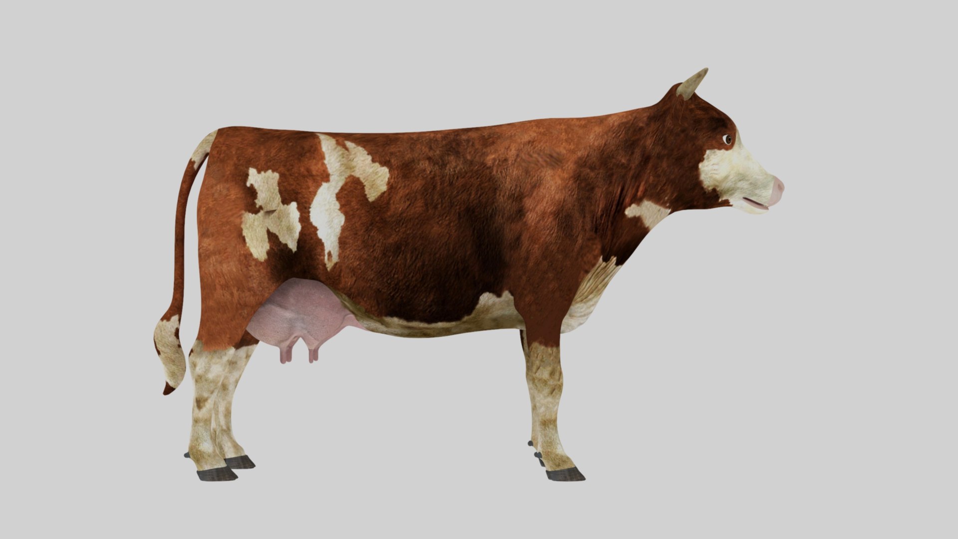 3D Low Poly Cow Poly Unwrapped 4 K model - TurboSquid 1956659
