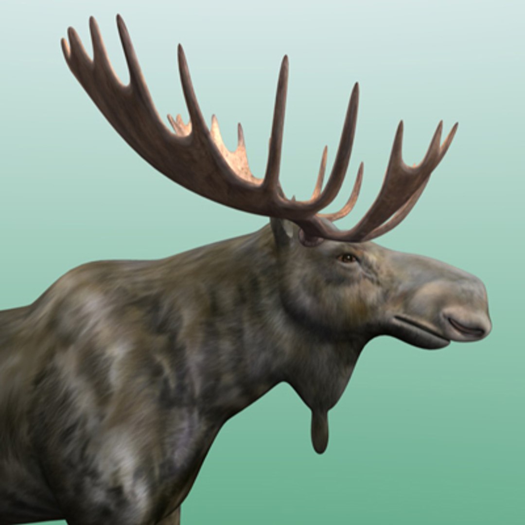 3d model of moose