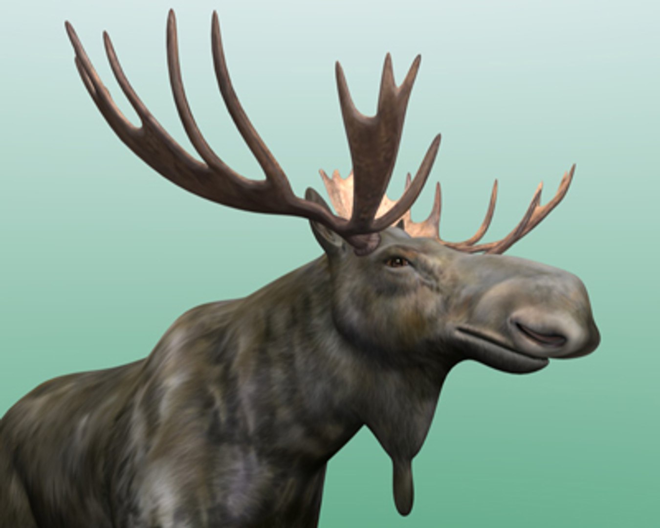3d model of moose